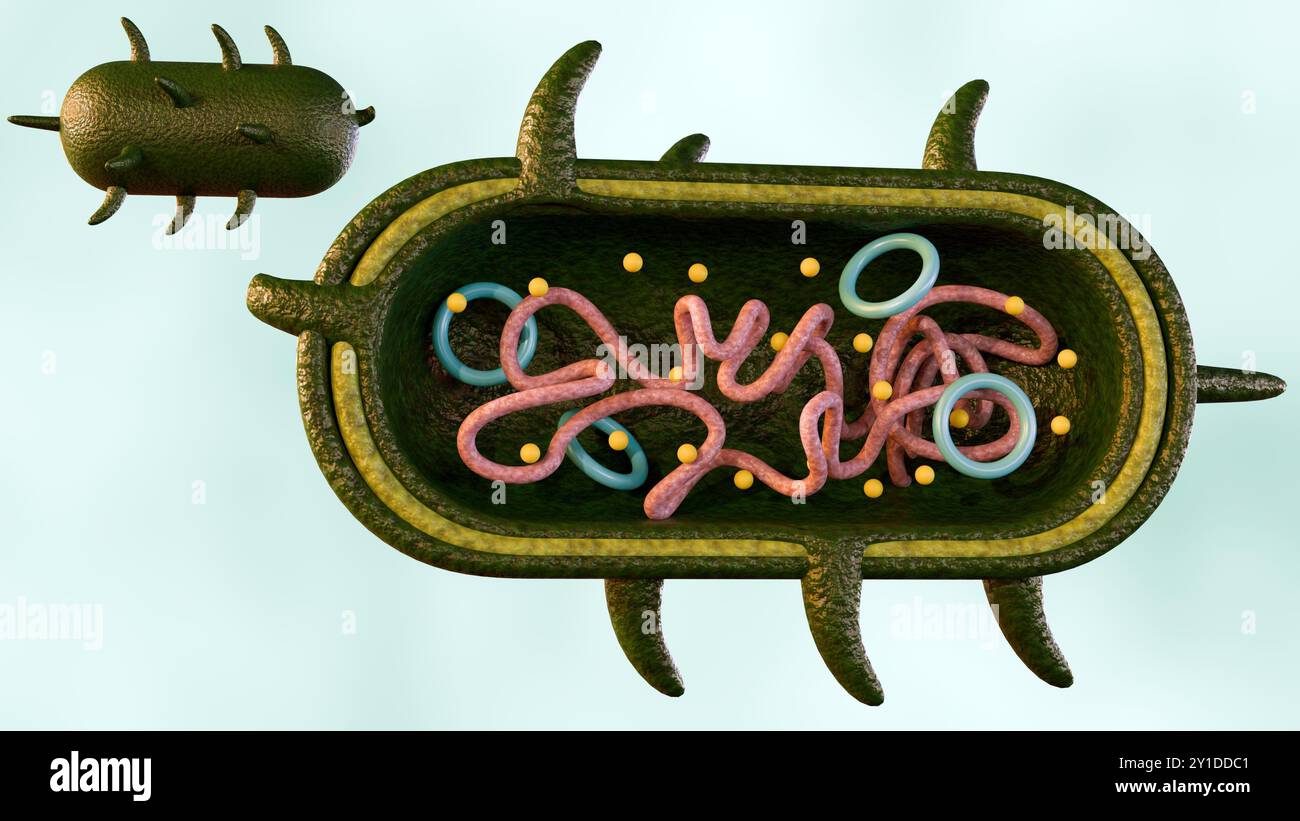 Estructura de la célula bacteriana Banque de photographies et d’images ...