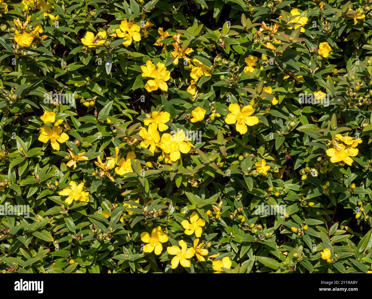 Shrub arbuste Banque de photographies et d’images à haute résolution ...