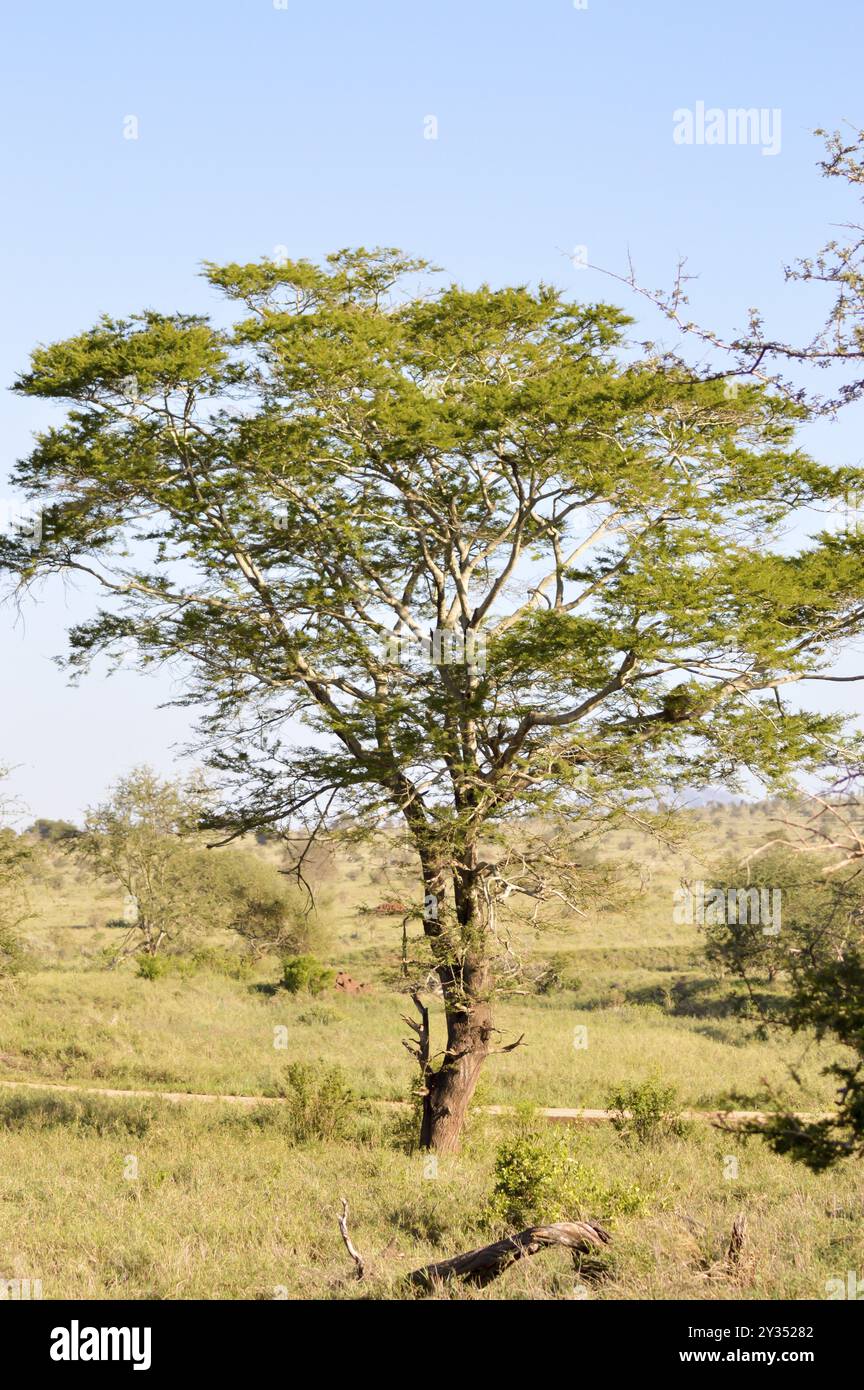 Acacias dans la savane verte Banque de photographies et d’images à ...