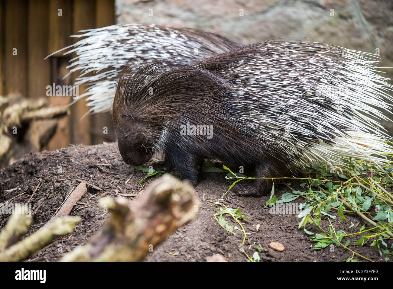 Porc épic africain à queue en brosse Banque de photographies et d ...