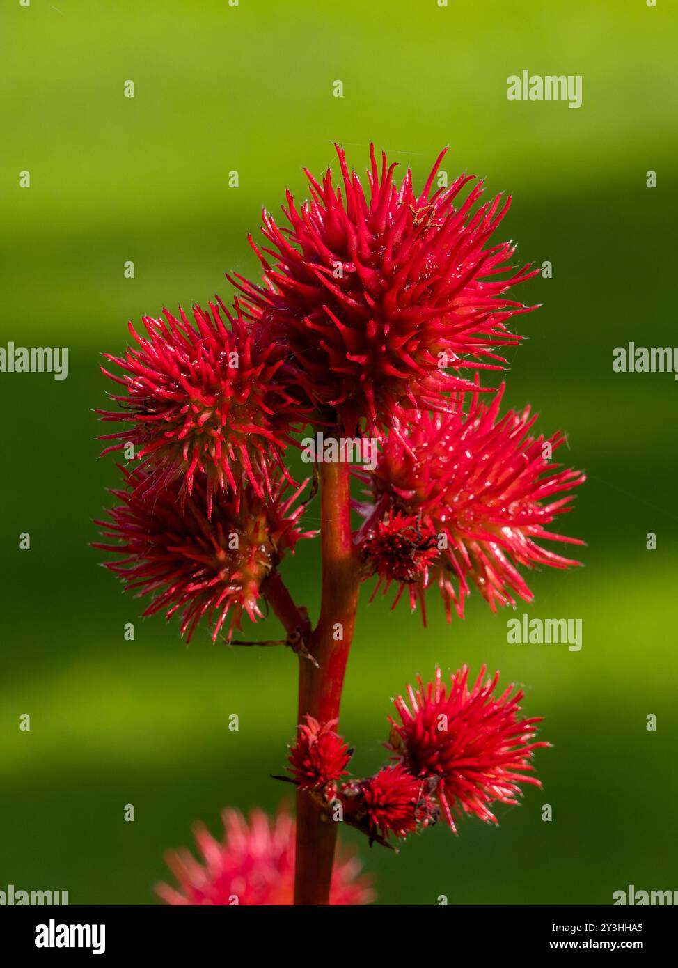 Plante de ricin rouge Banque de photographies et d’images à haute ...