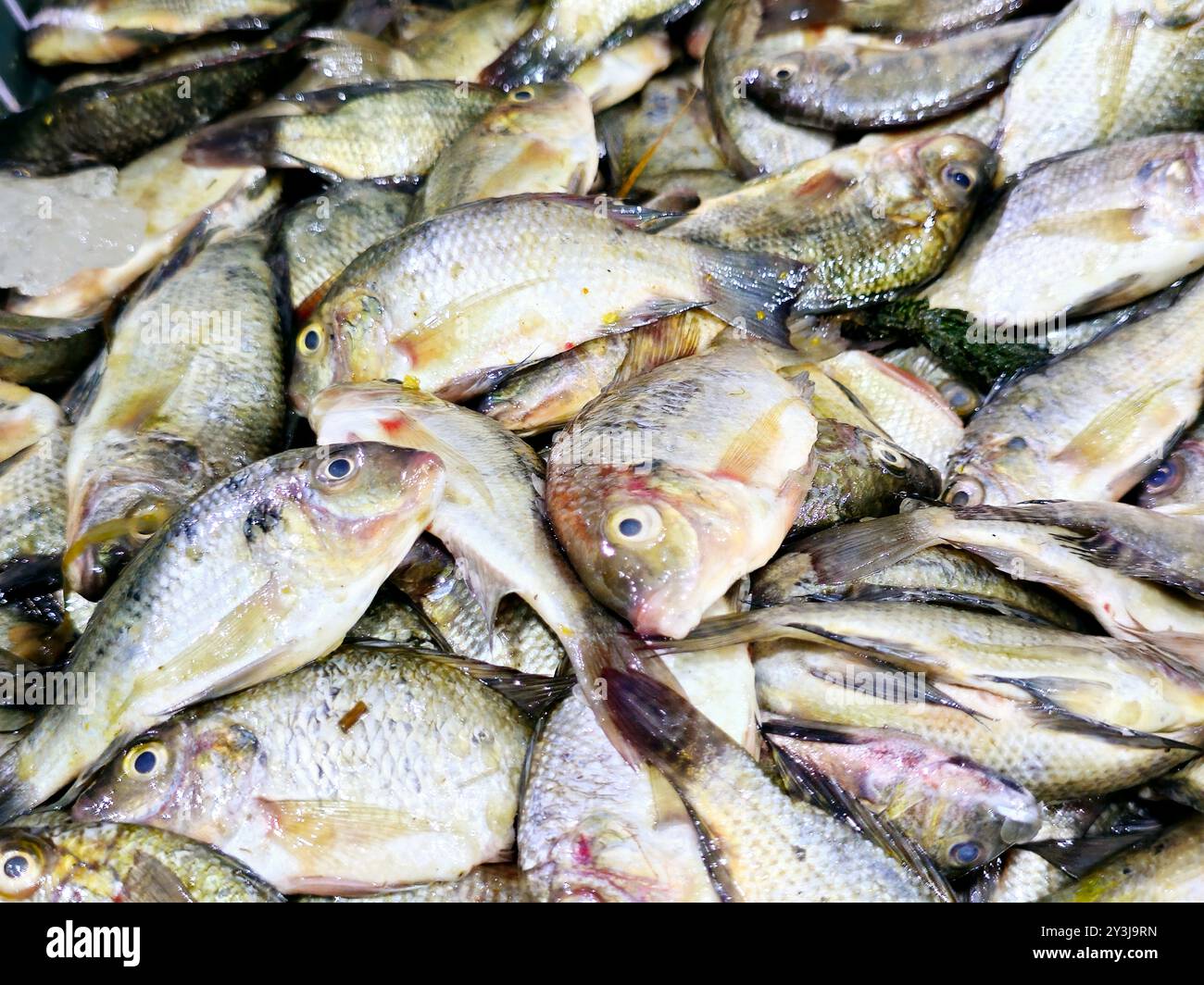 Tilapia and nile tilapia known as mango fish Banque de photographies et ...