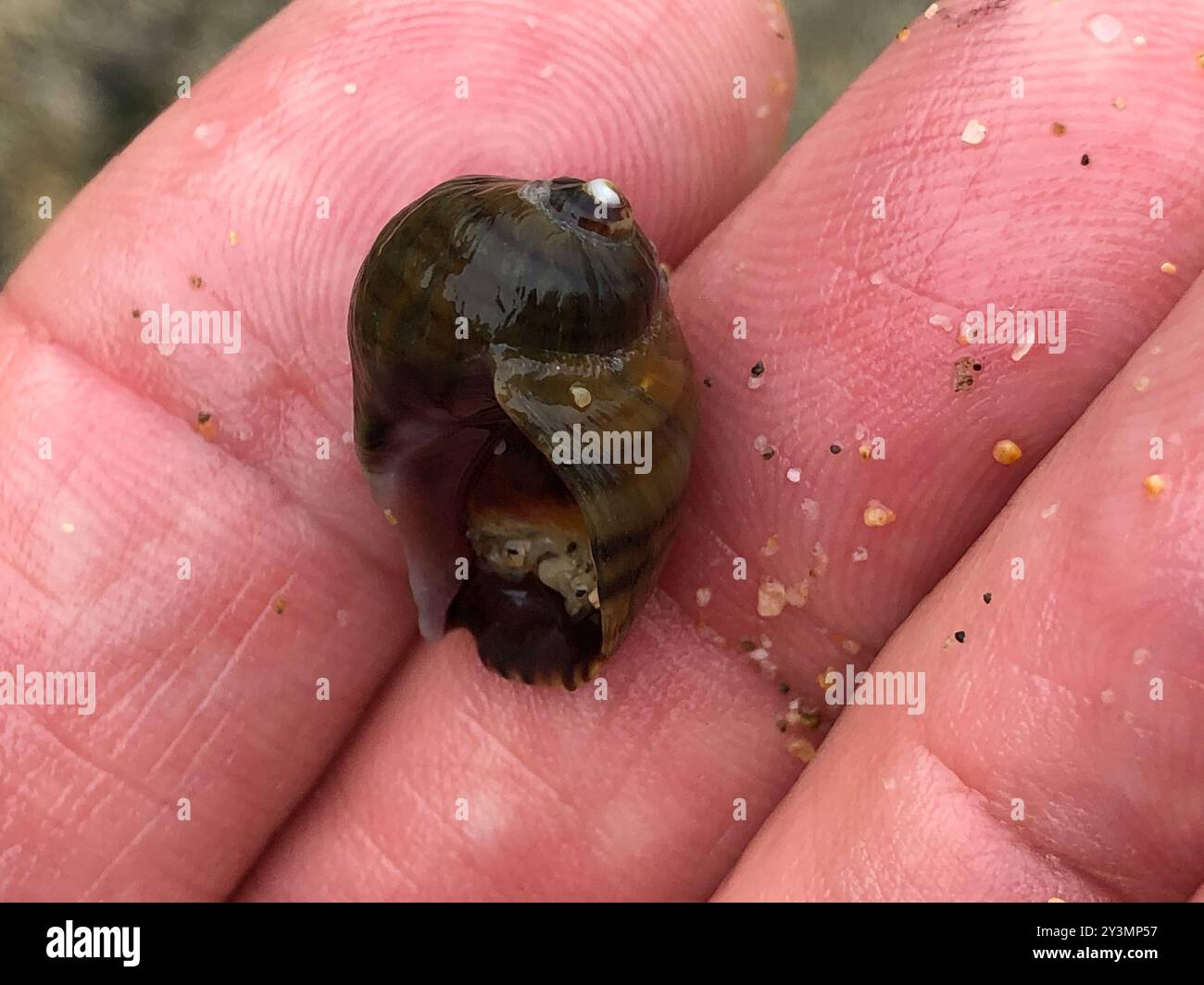 Nucella emarginata Banque de photographies et d’images à haute ...