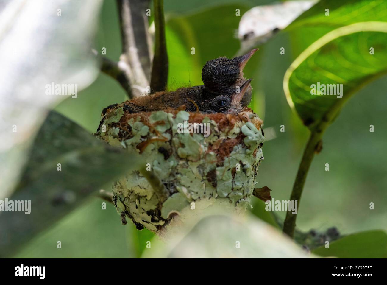 Nid de colibris Banque de photographies et d’images à haute résolution ...