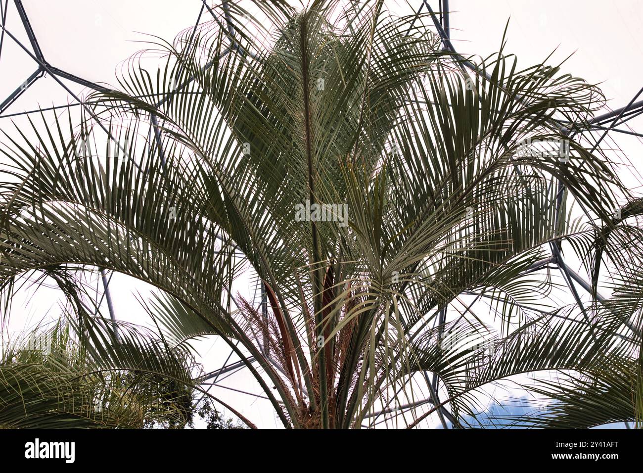 Une vue rapprochée d'un palmier avec des frondes vertes luxuriantes ...