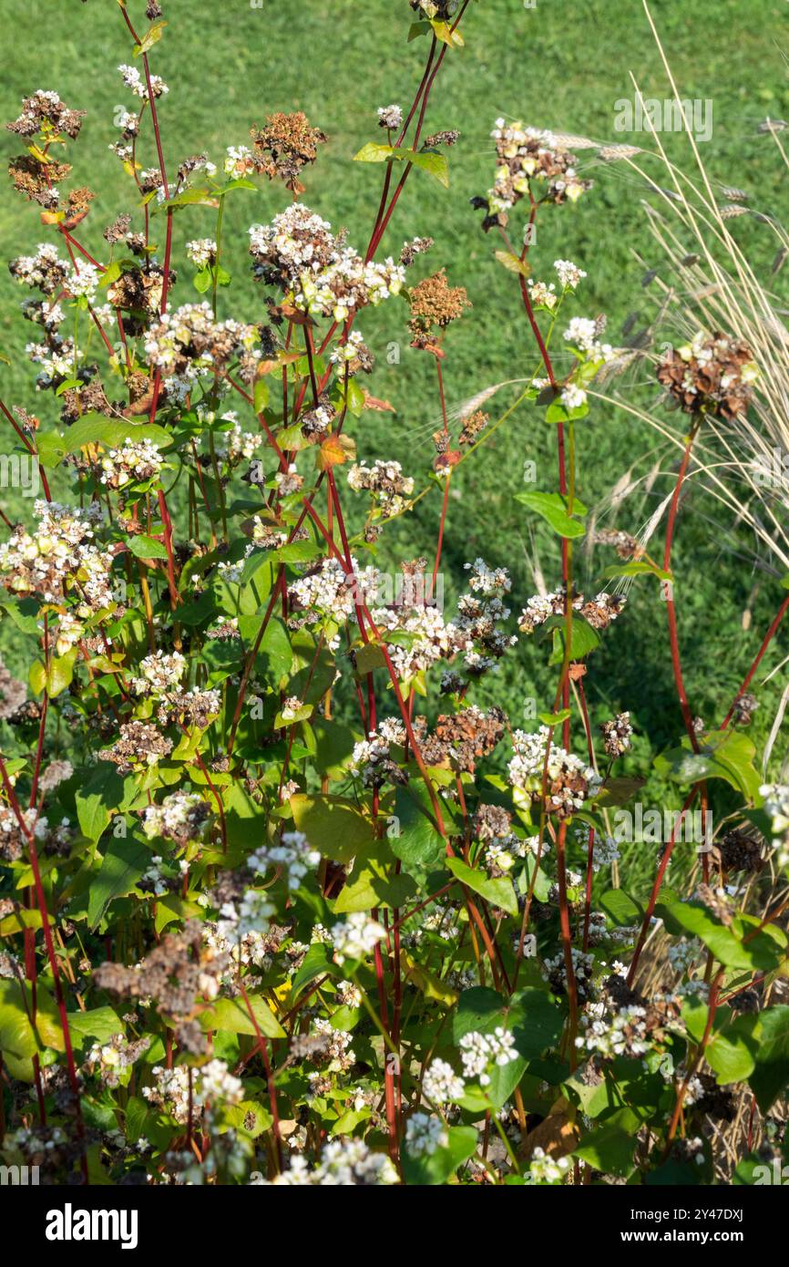 Sarrasin en fleurs Banque de photographies et d’images à haute ...