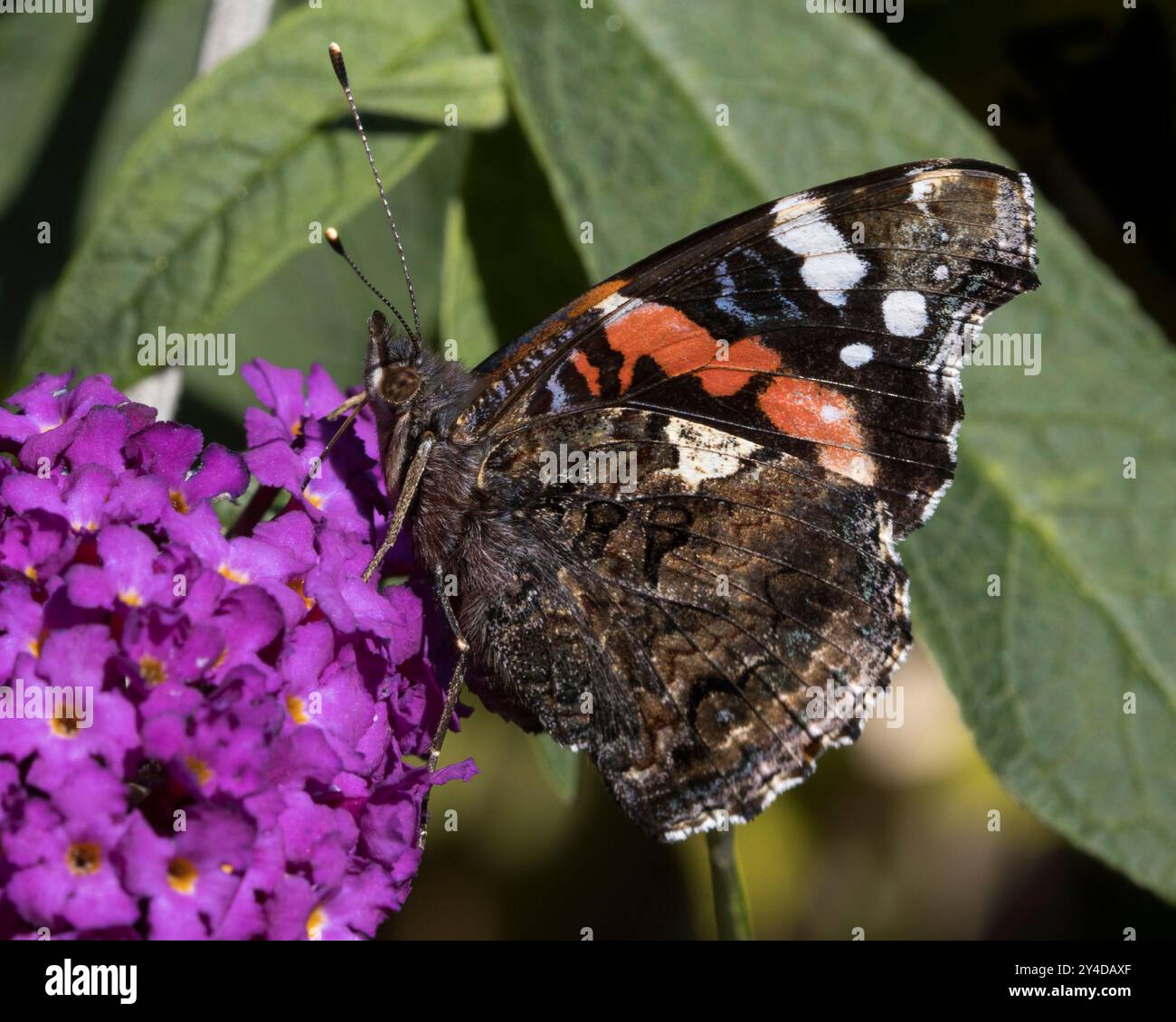 Vanessa atalante Banque de photographies et d’images à haute résolution ...