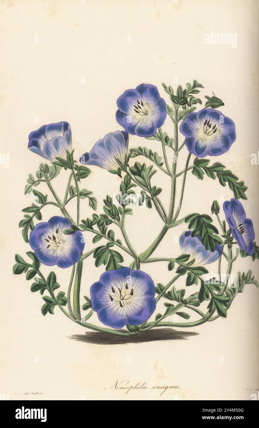 Yeux bleus de bébé ou yeux bleus de bébé, Nemophila menziesii ...