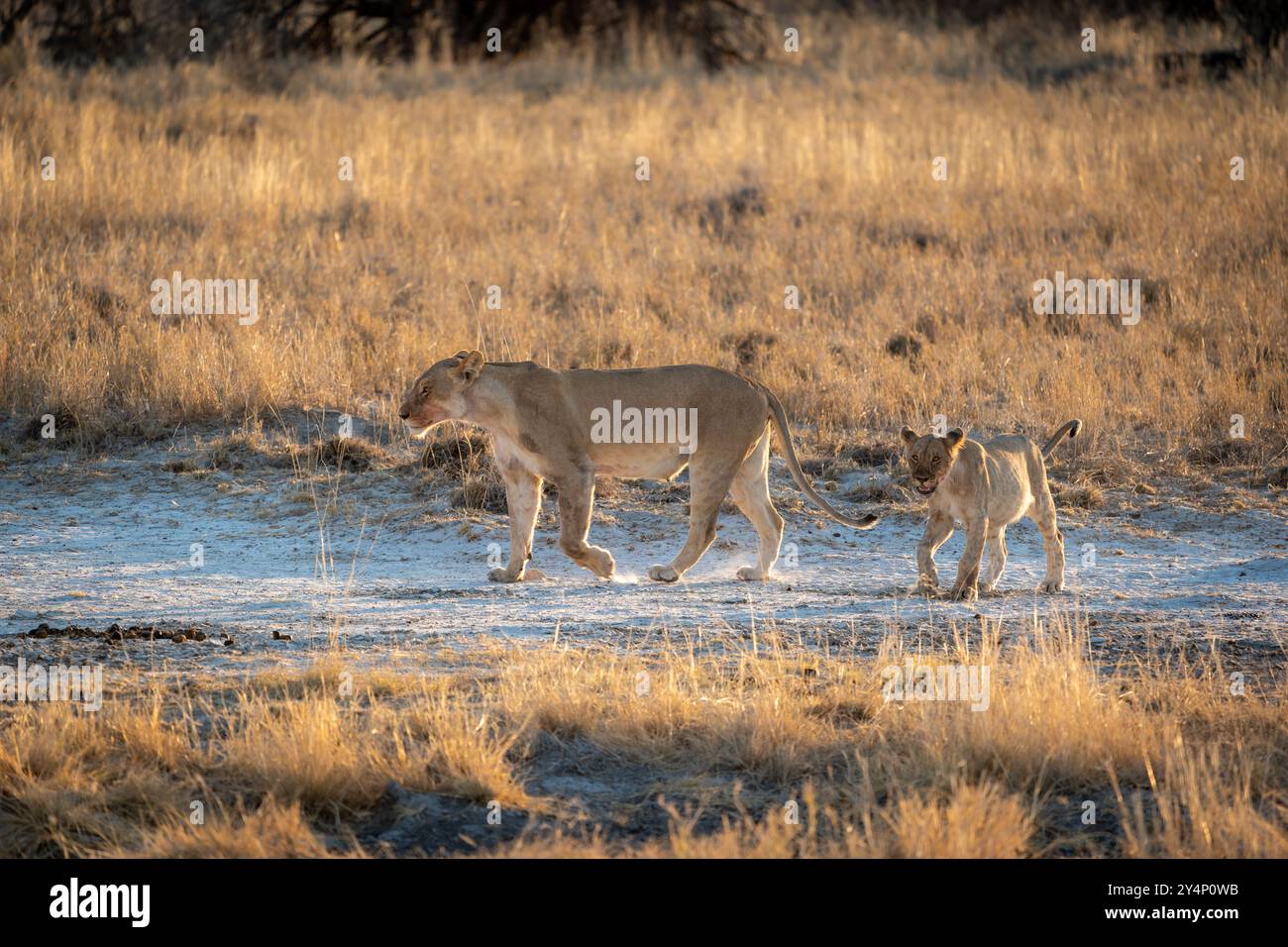 Lionceau et lionne derrière Banque de photographies et d’images à haute ...