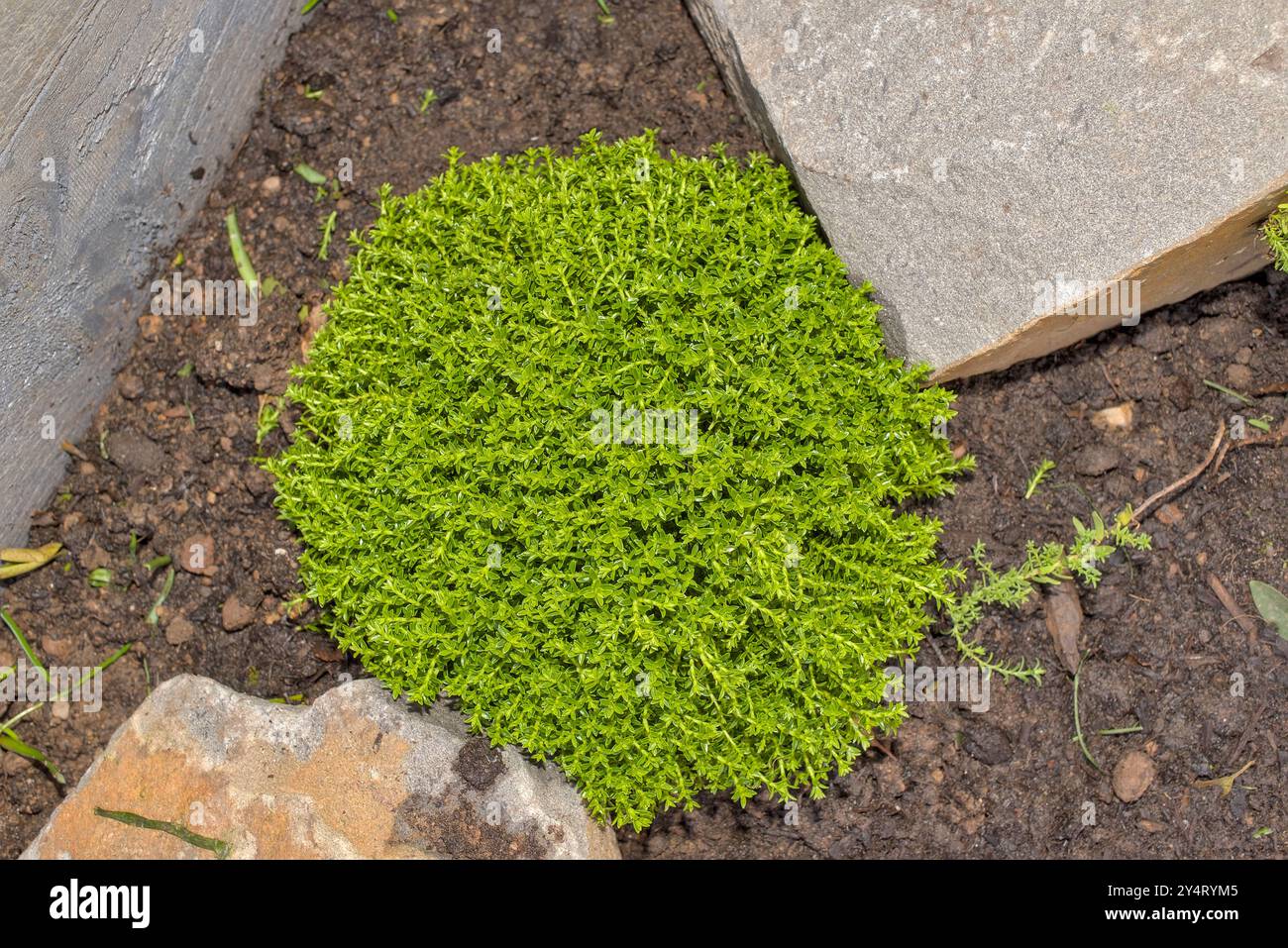Hebe hebe green globe Banque de photographies et d’images à haute ...