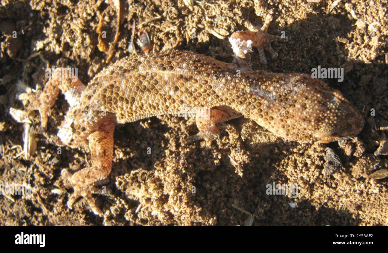 Pachydactylus capensis Banque de photographies et d’images à haute ...