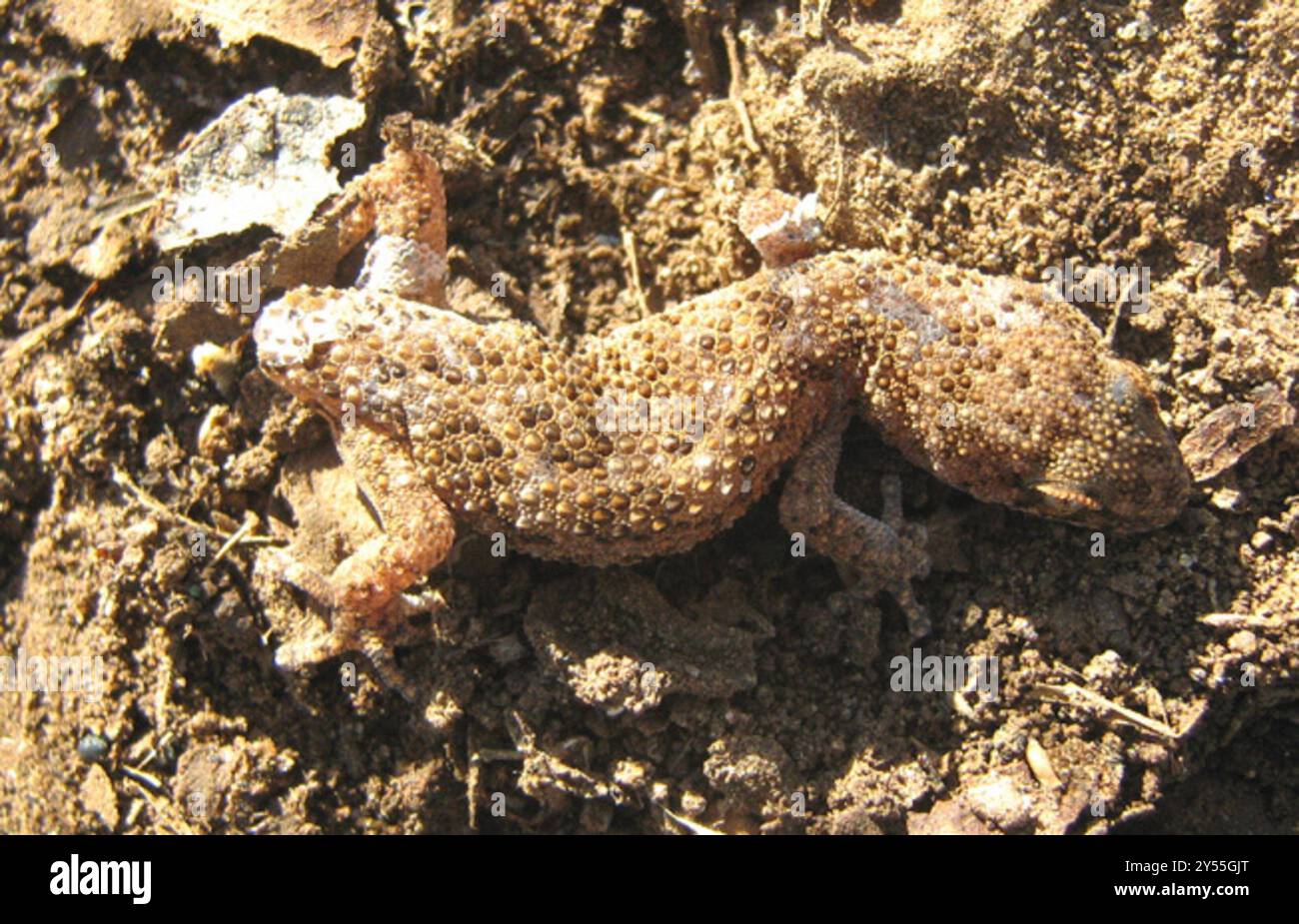 Pachydactylus capensis Banque de photographies et d’images à haute ...