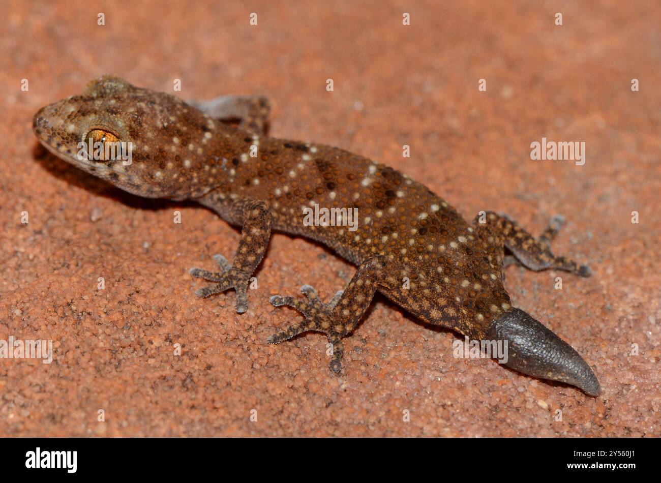 Pachydactylus capensis Banque de photographies et d’images à haute ...