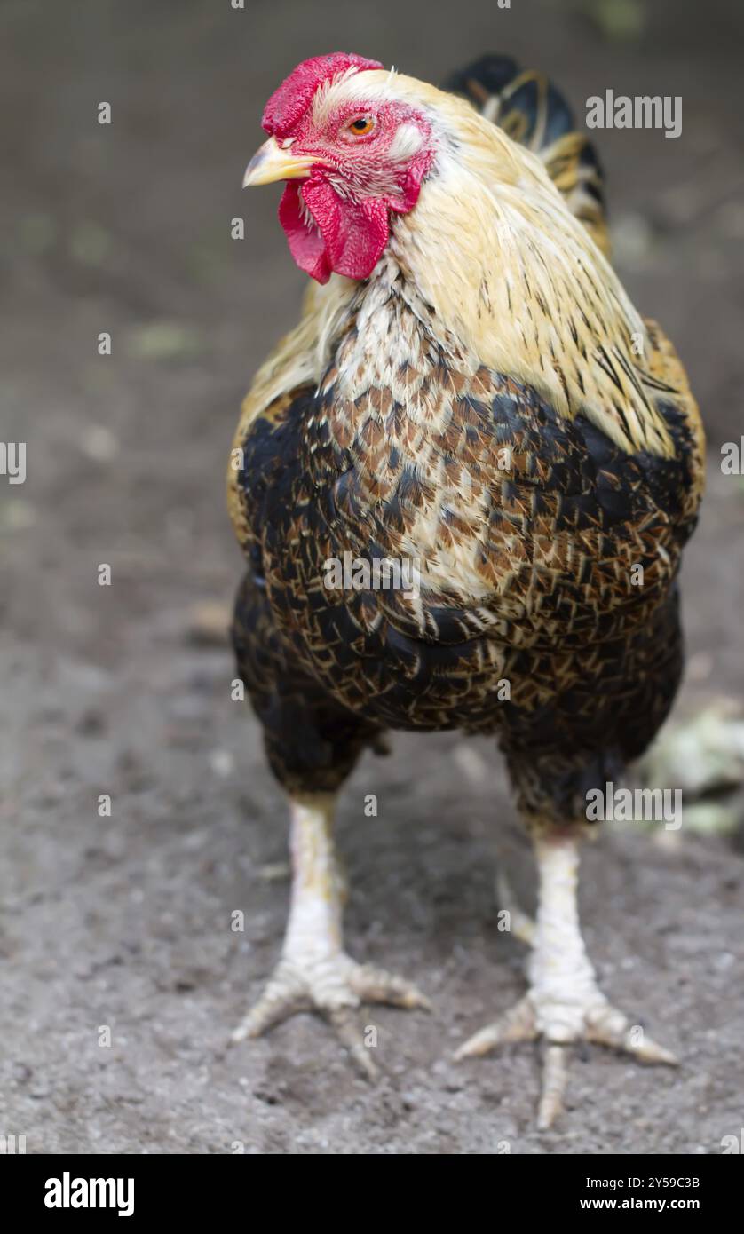 Poulet heureux Banque de photographies et d’images à haute résolution ...