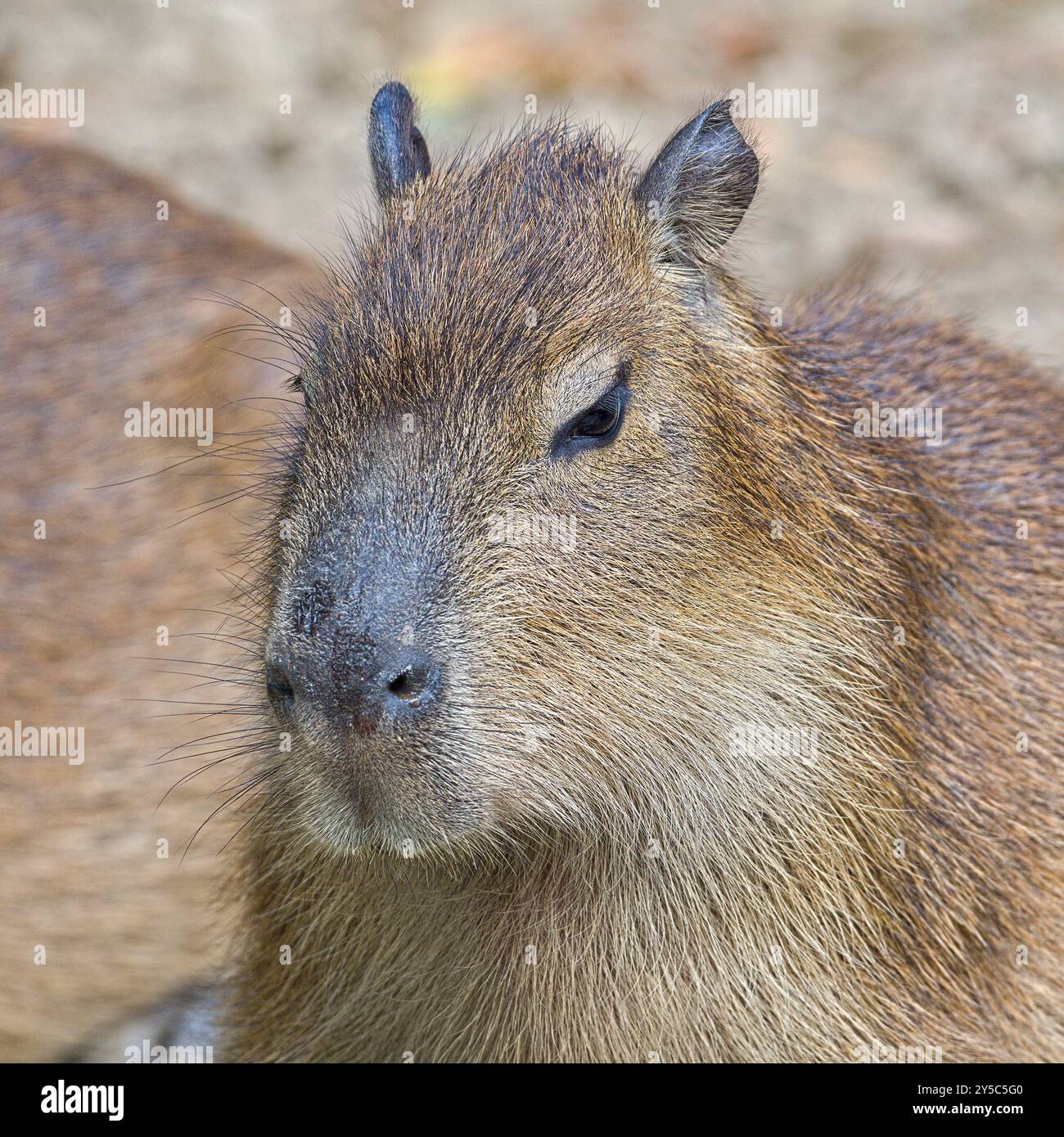 Hydrochoerus hydrochaeris aka capybara portrait de tête en gros plan ...