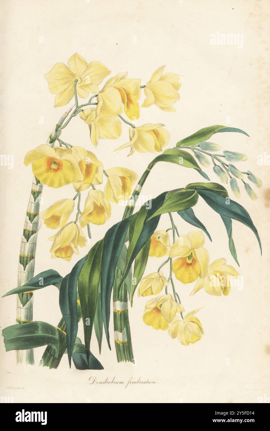 Orchidée frangée de dendrobium ou liu su shi hu, Dendrobium fimbriatum ...