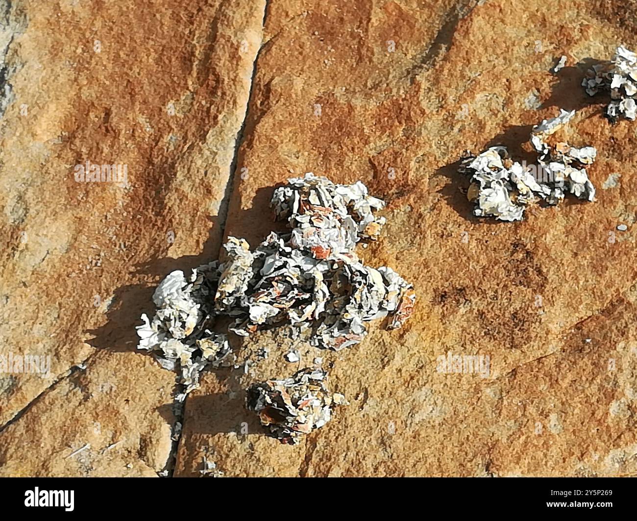African clawless otter aonyx capensis Banque de photographies et d ...