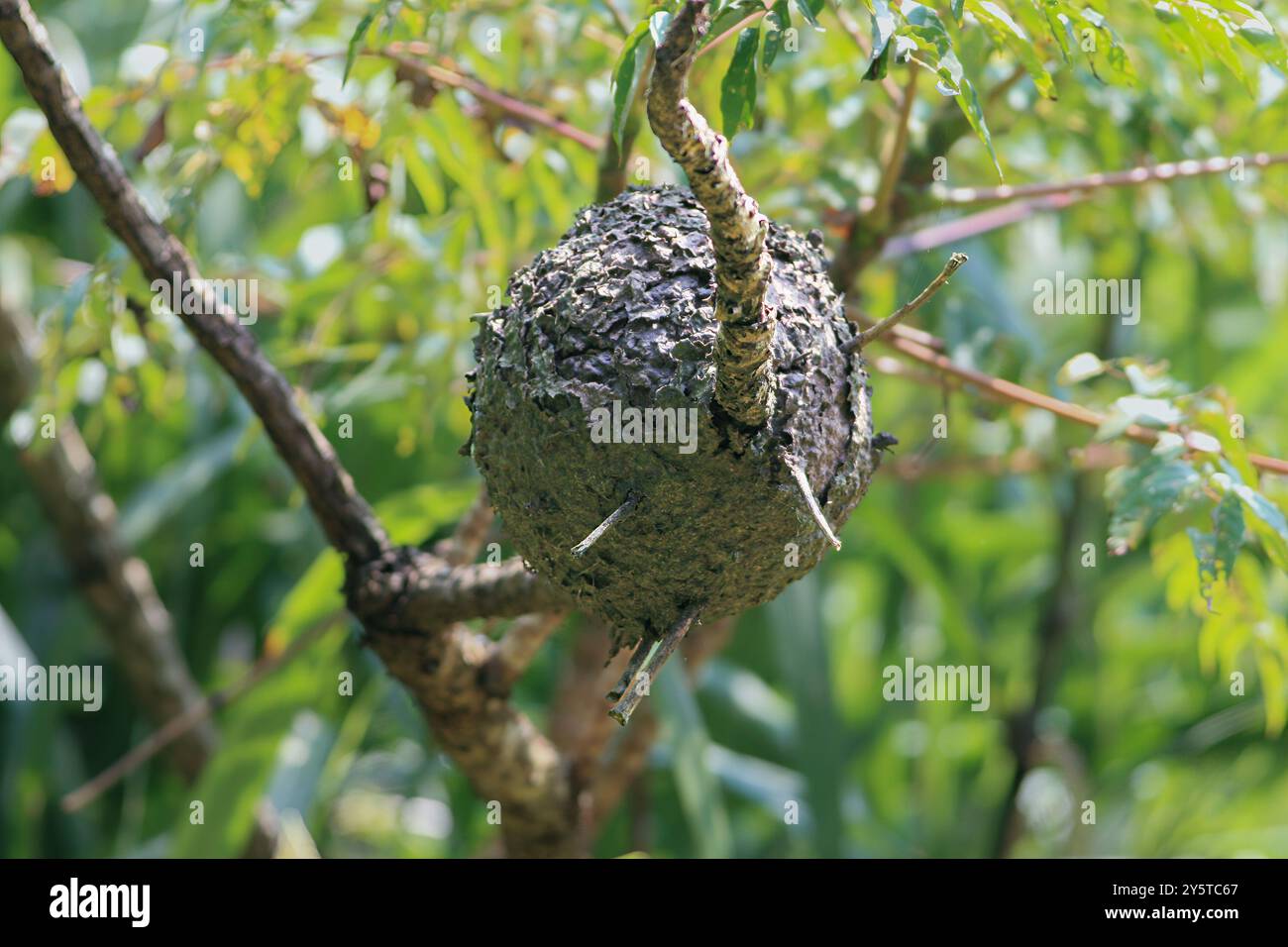 Un nid de fourmis sphérique est attaché à une branche d'arbre, mettant ...