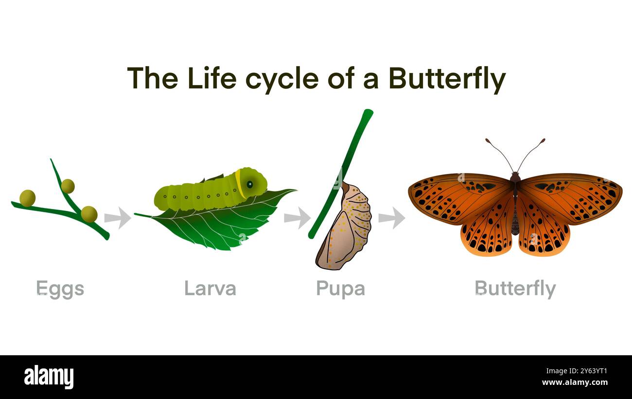Cycle de vie papillon Banque de photographies et d’images à haute ...
