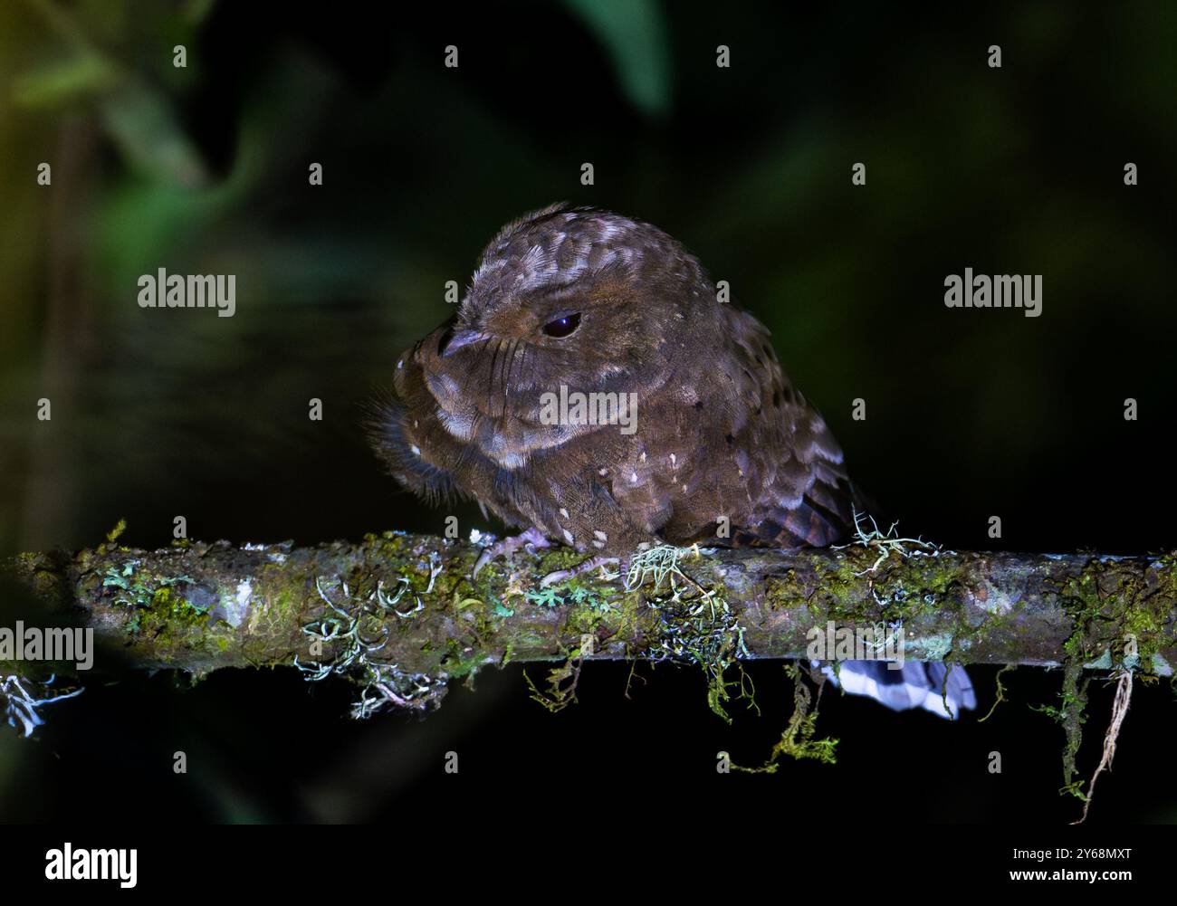 Nyctiphrynus ocellatus Banque de photographies et d’images à haute résolution - Alamy