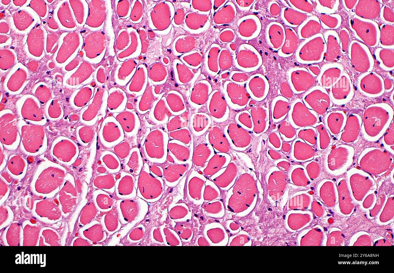 Micrographie à la lumière des cellules musculaires squelettiques. Les cellules musculaires ...