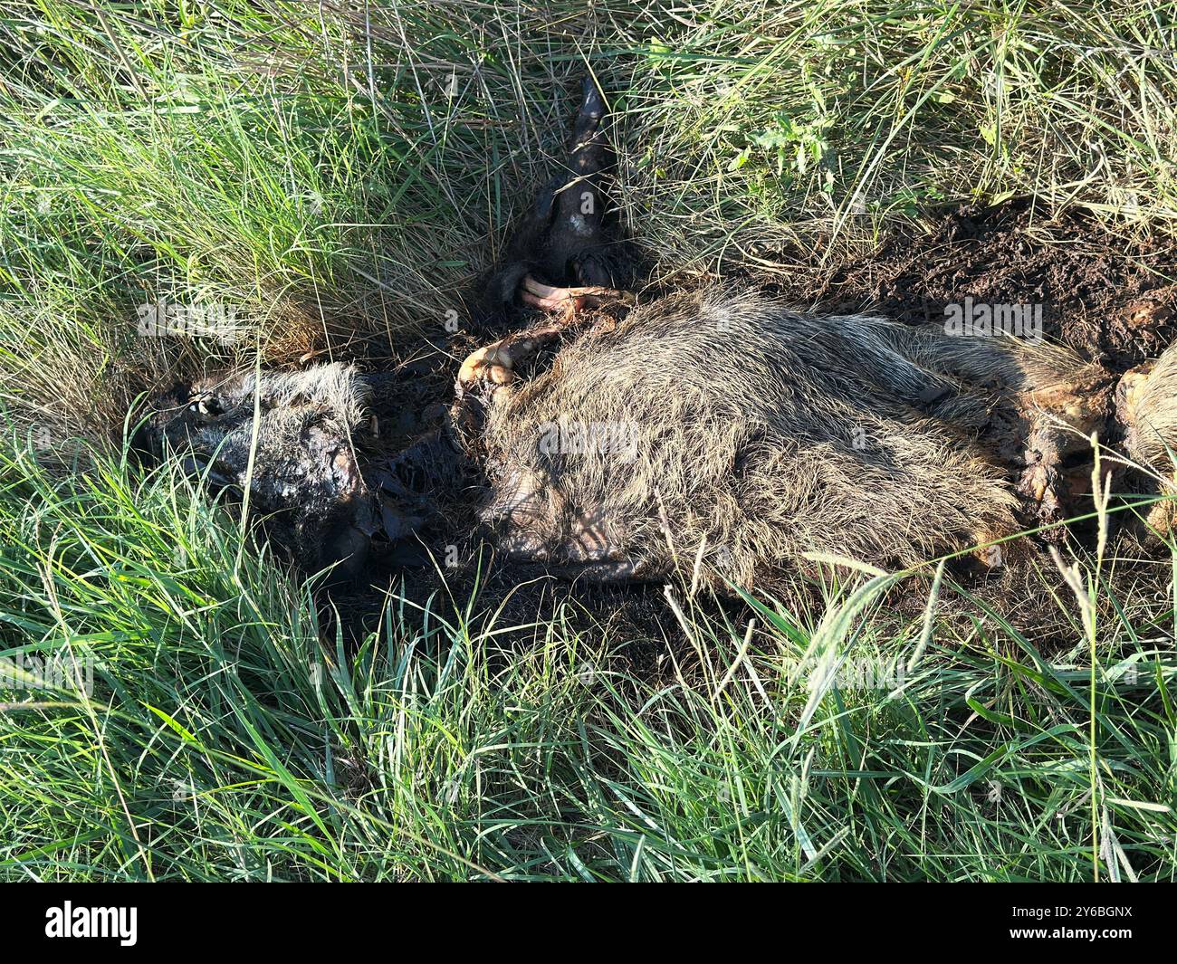 Sanglier mort route Banque de photographies et d’images à haute ...