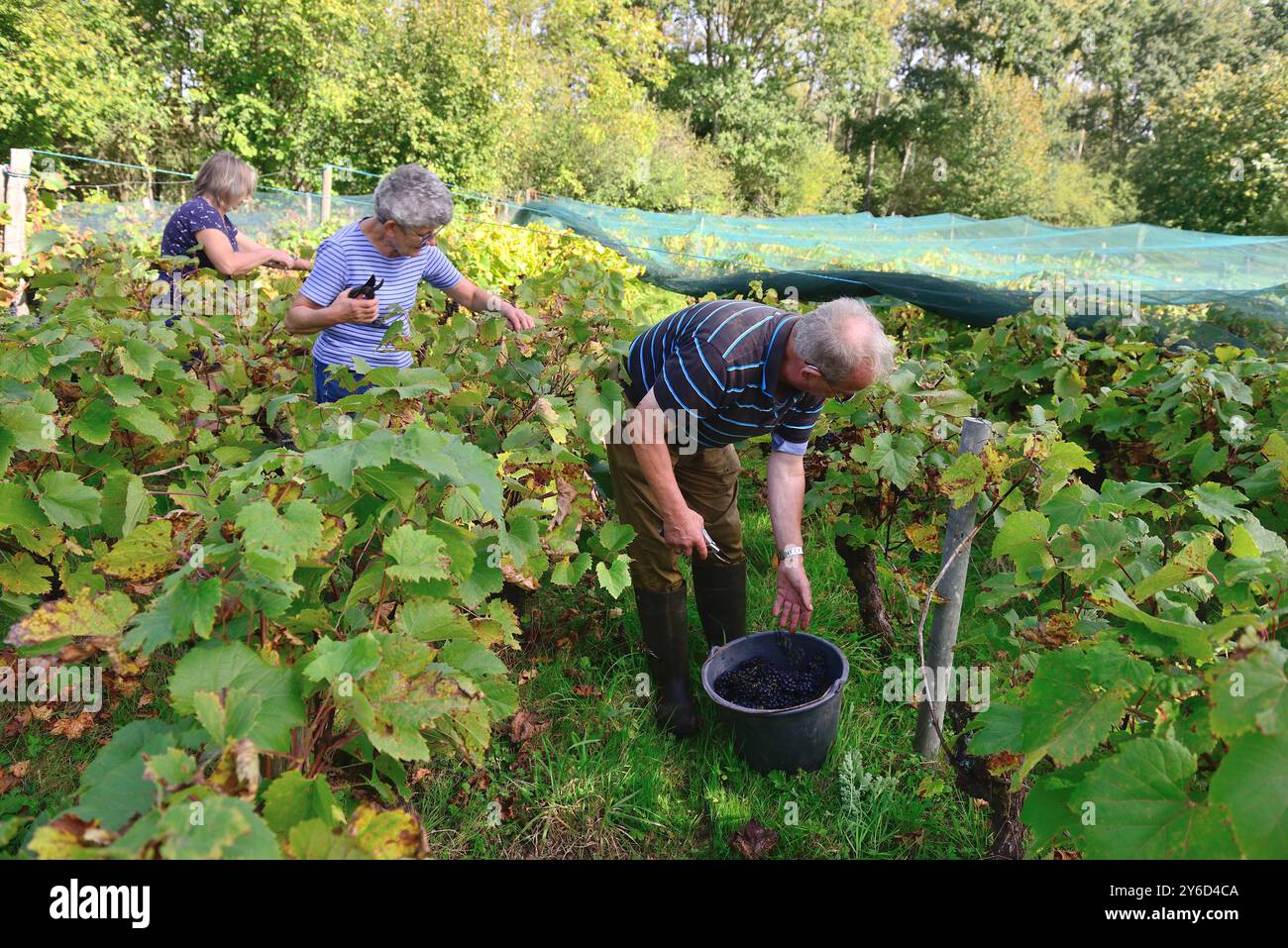Le Quillo (Bretagne, nord-ouest de la France) : le vignoble de Jean et ...