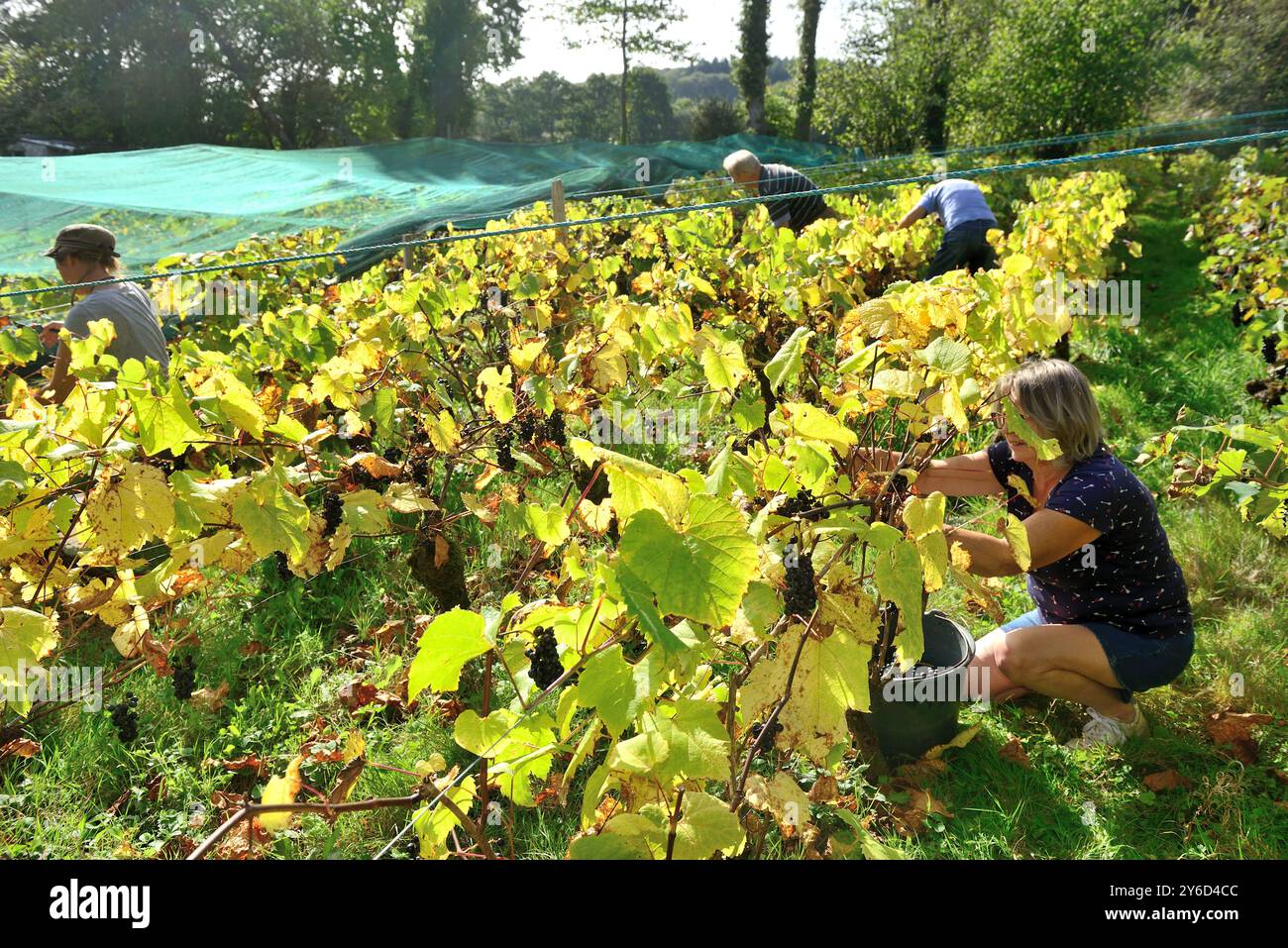 Le Quillo (Bretagne, nord-ouest de la France) : le vignoble de Jean et ...