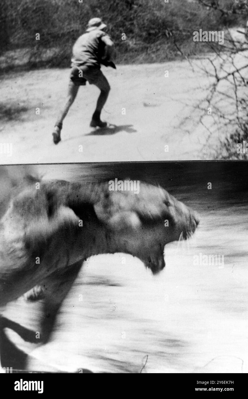 Somali lion Banque de photographies et d’images à haute résolution - Alamy