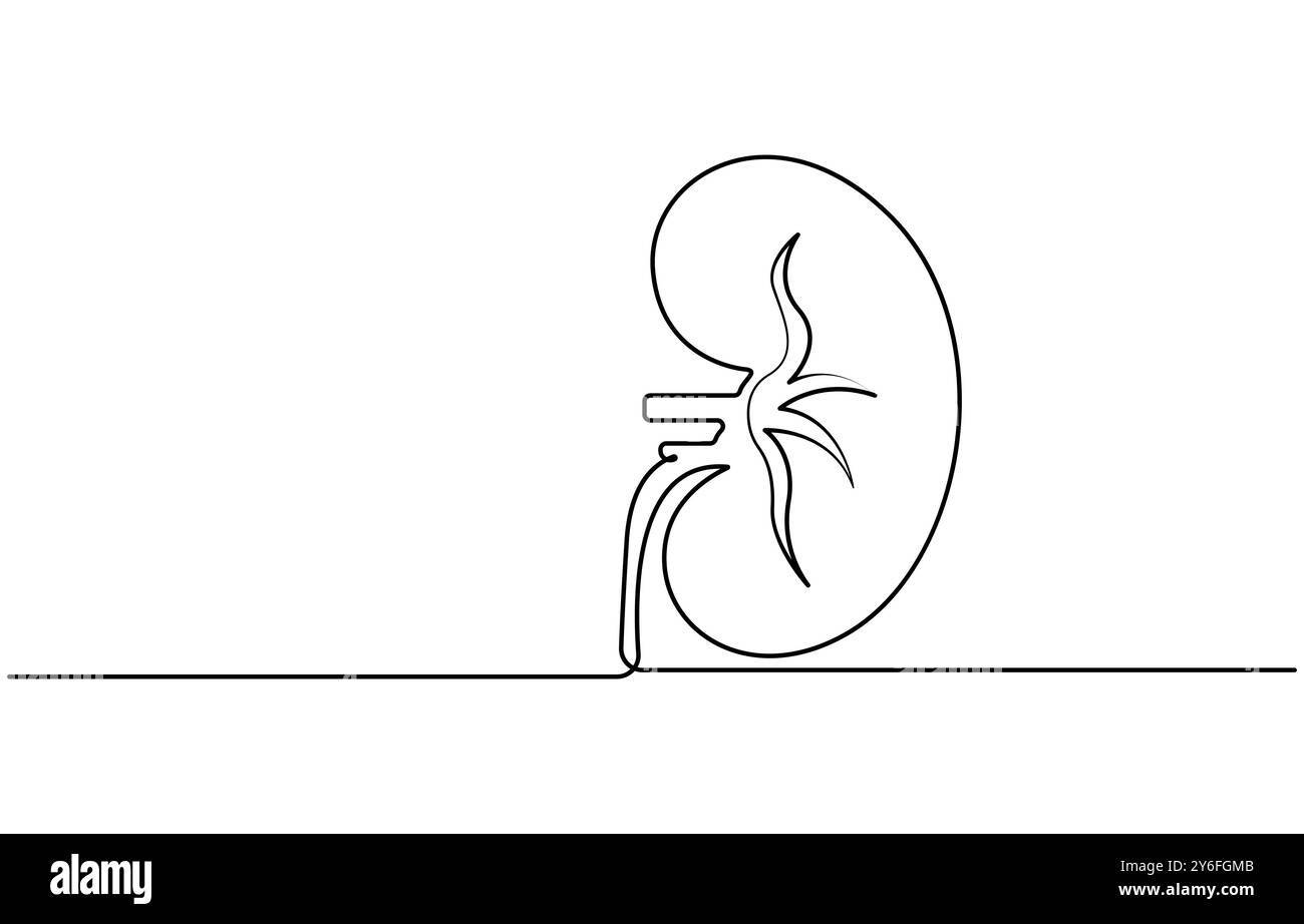 Dessin d'un trait d'organe humain du rein. Reins humains dessin continu ...