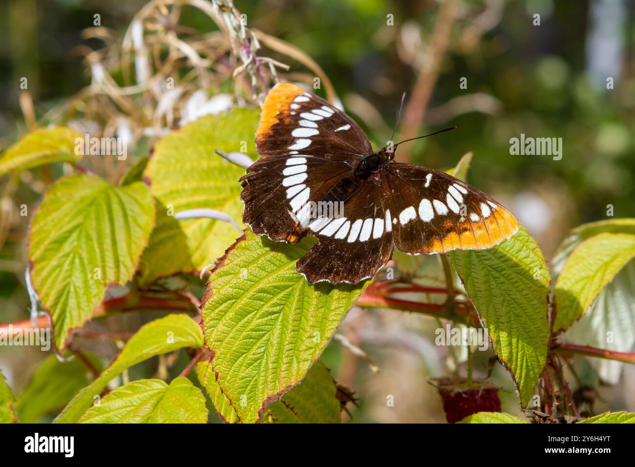 Le papillon amiral de Lorquin (Limenitis lorquini), de la famille des ...