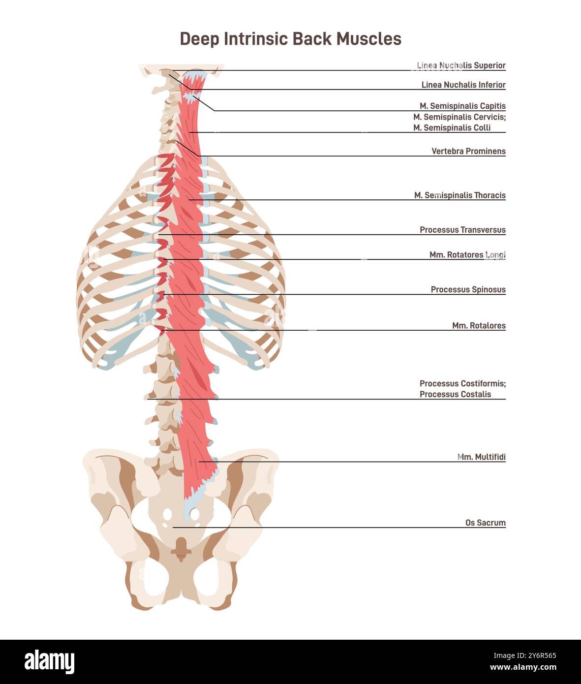 Muscles dorsaux intrinsèques profonds, transversospinalis. Système ...
