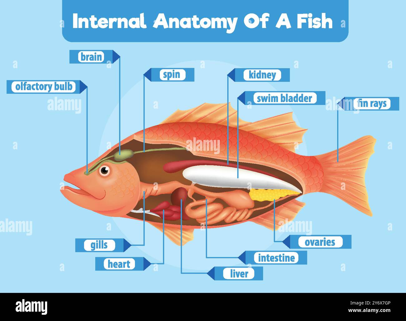 Diagrama de espina de pescado Banque de photographies et d’images à ...