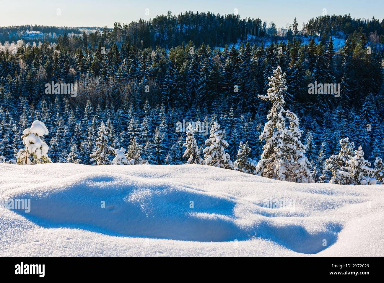 La forêt sereine de Suède présente un paysage hivernal époustouflant ...