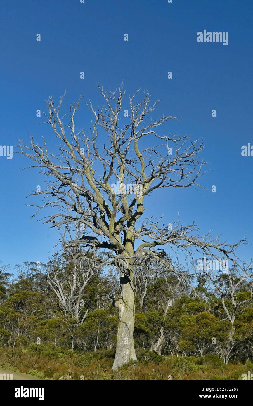 Tasmanie Miena Cider Gum Eucalyptus gunnii subsp. Divaricata Central Highlands, Tasmanie ...