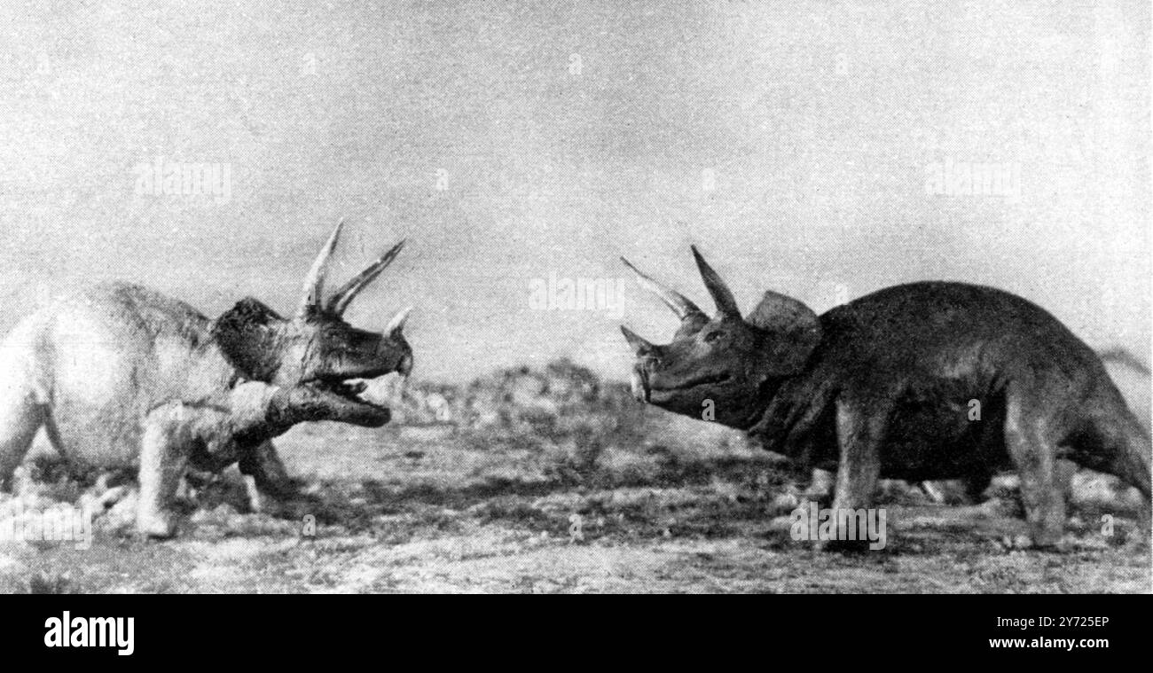 Modelo de un triceratops Banque d'images noir et blanc - Alamy