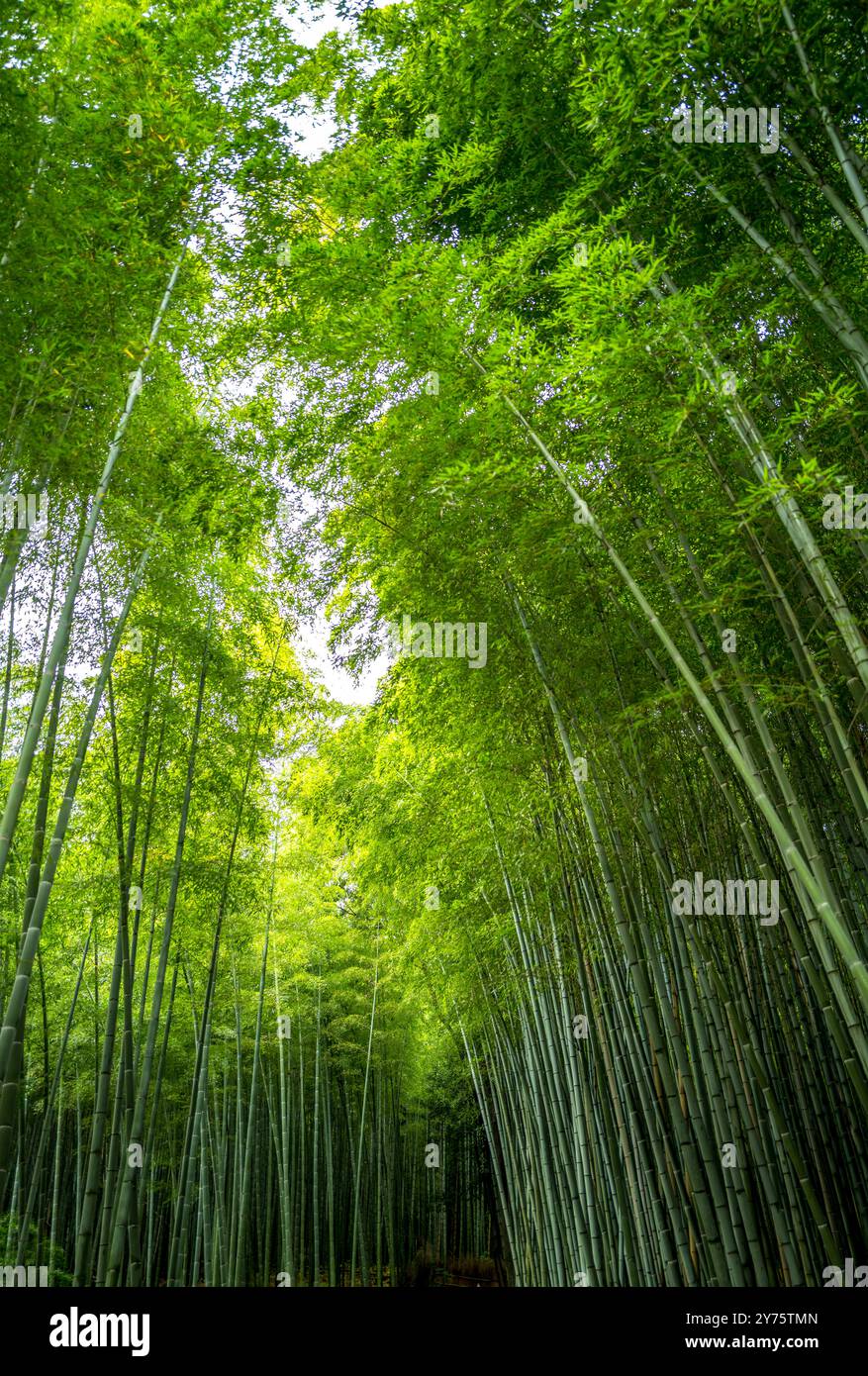 Vertical green bamboo chikurin Banque de photographies et d’images à haute résolution - Alamy