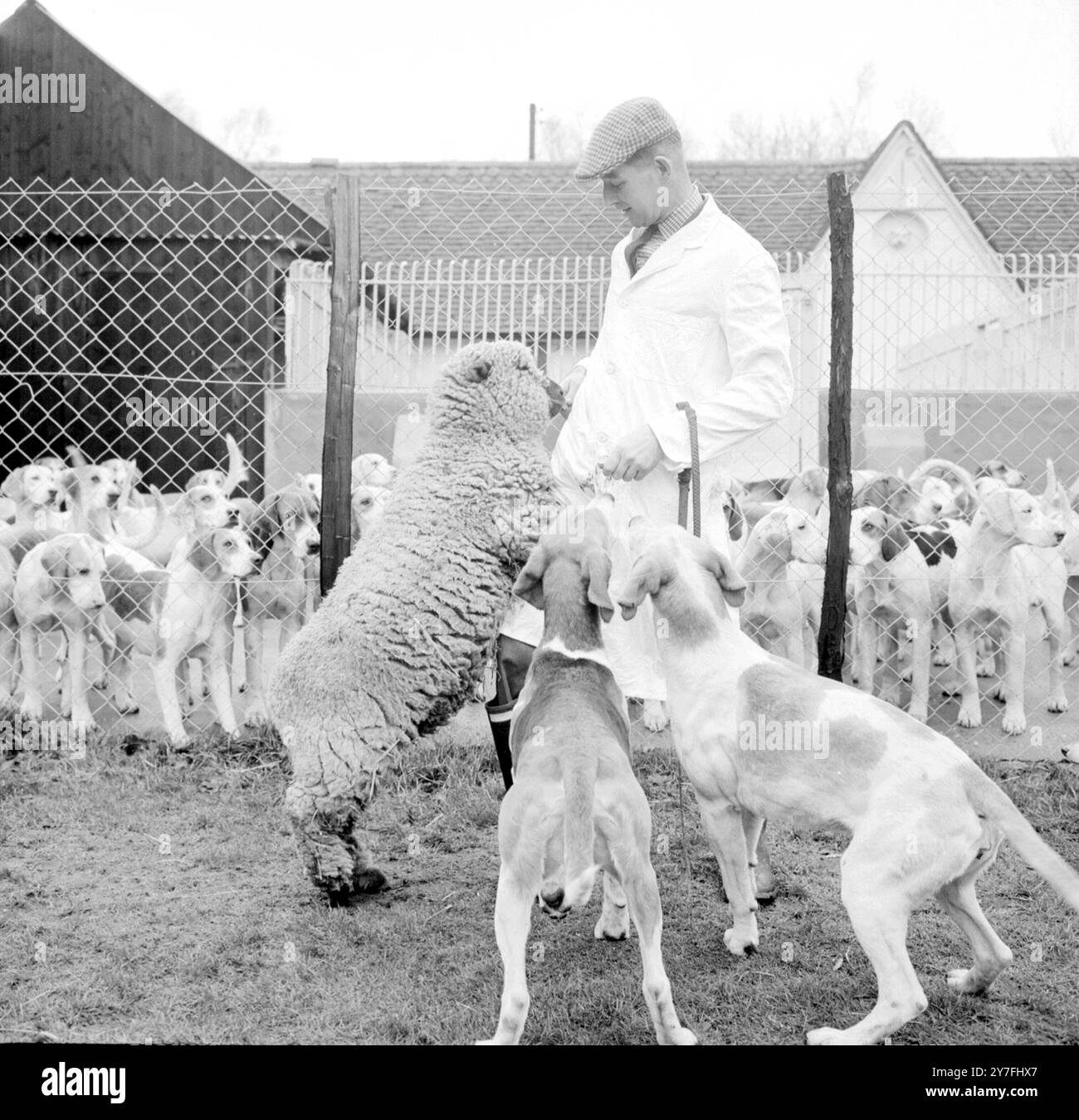 Biscuits pour chiens Banque d'images noir et blanc - Alamy