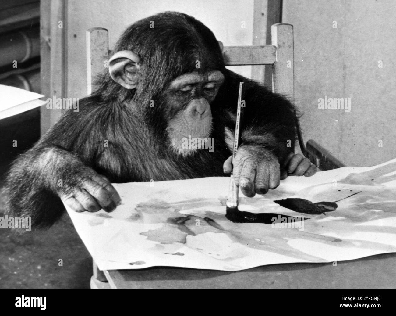 Un chimpanzé peintre Banque de photographies et d’images à haute ...