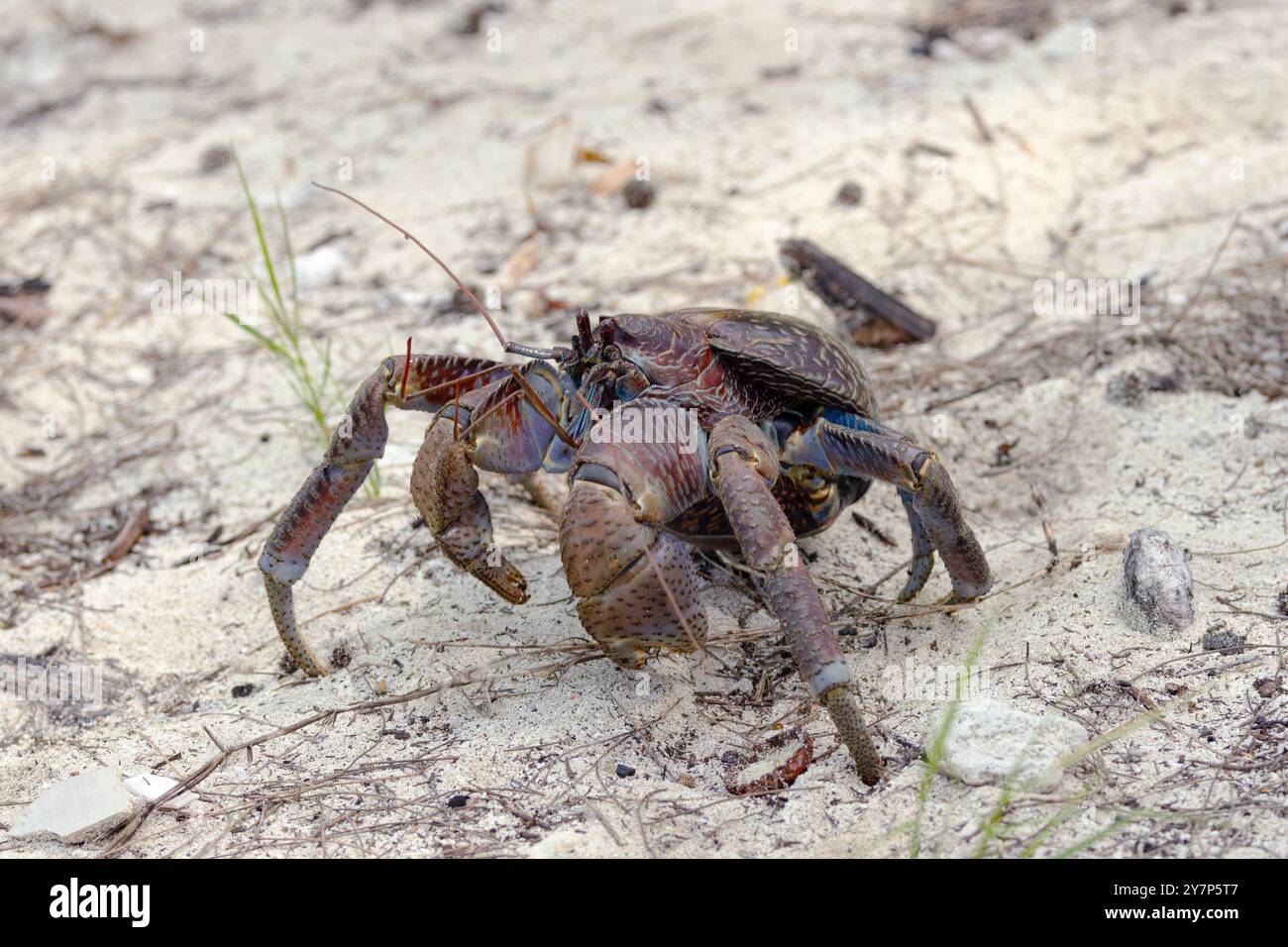Le crabe de noix de coco ou voleur est un crustacé terrestre et le plus ...