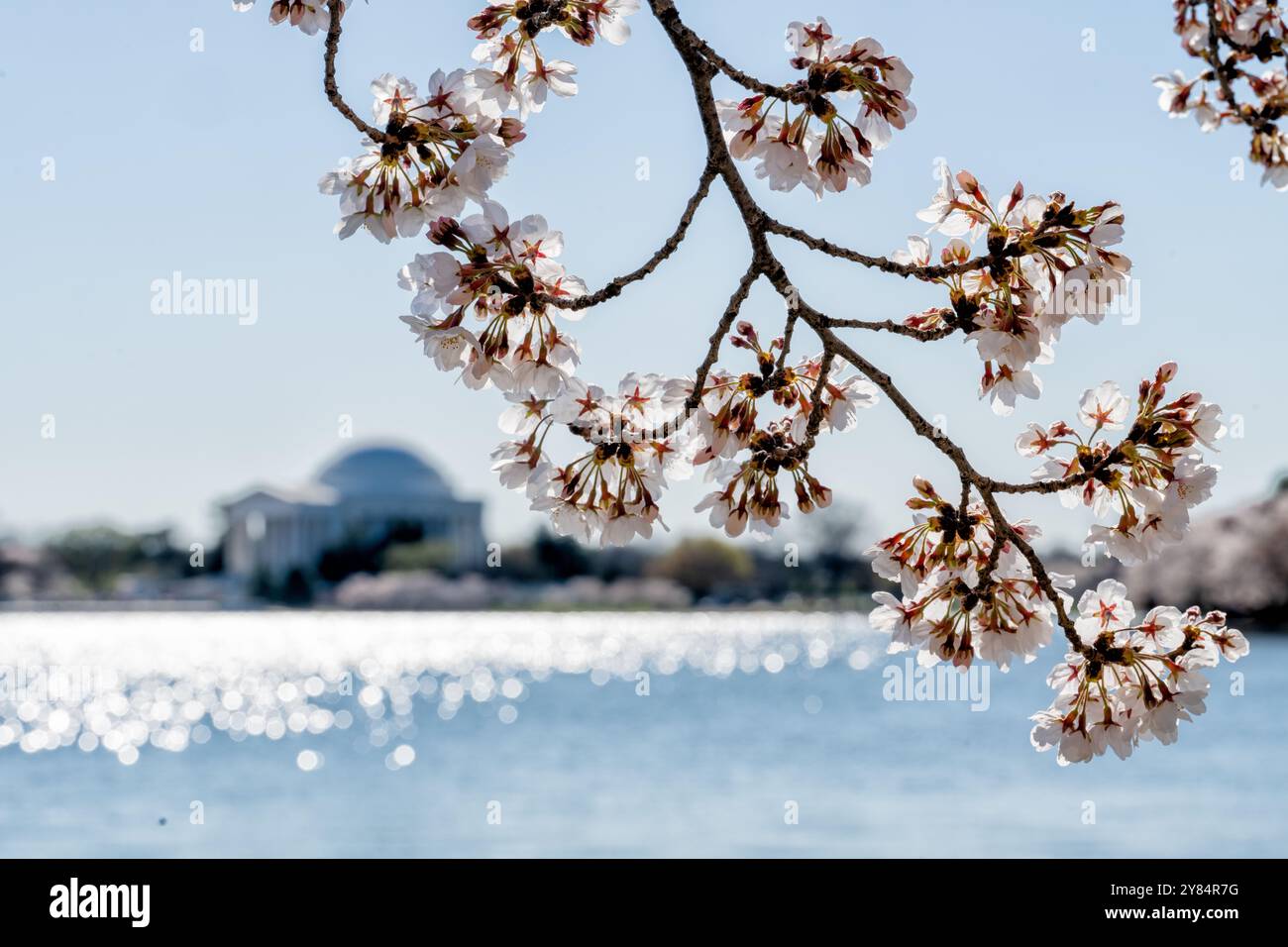 WASHINGTON DC, États-Unis — les cerisiers en fleurs en pleine floraison ...