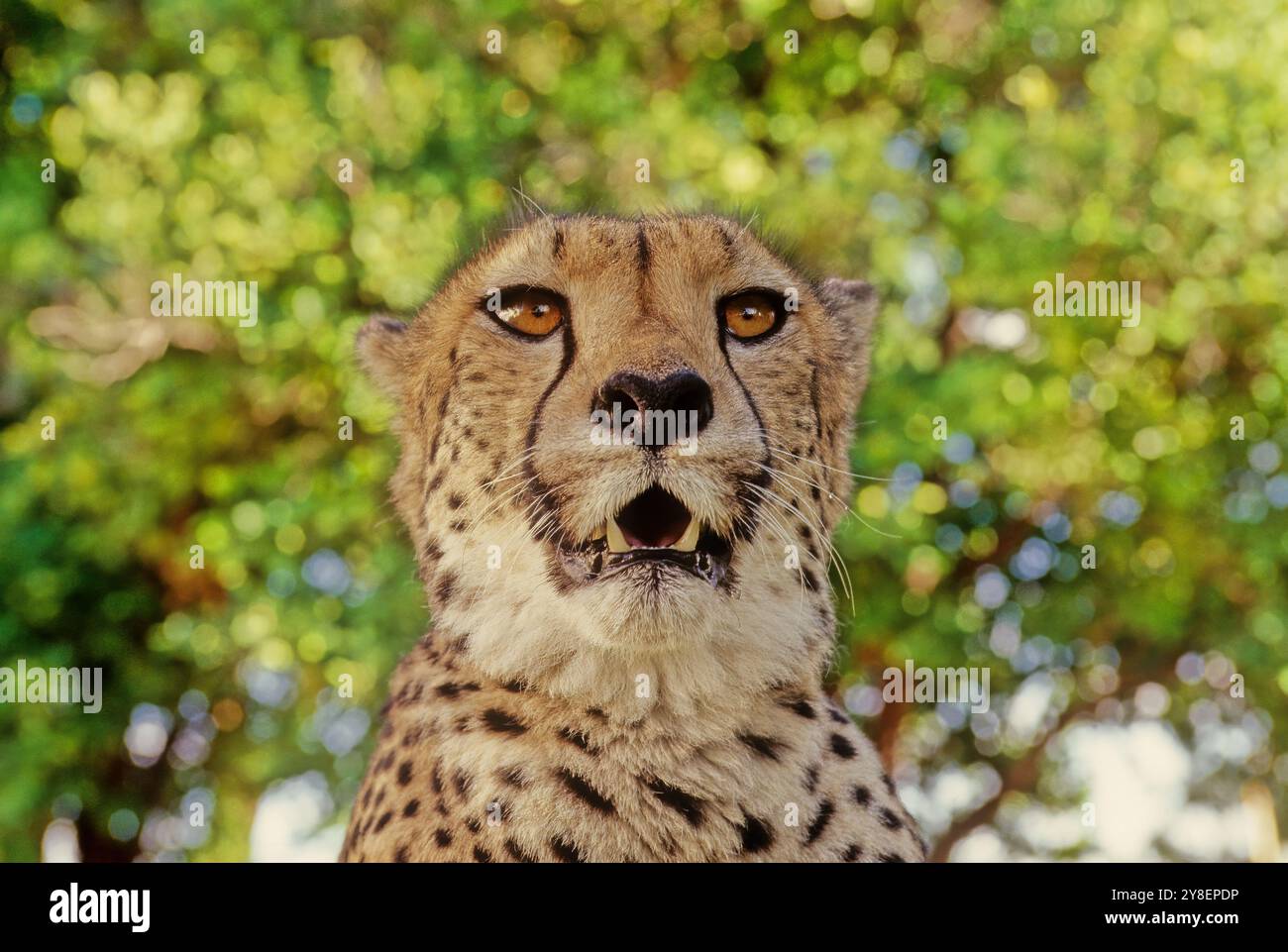 Le guépard (Acinonyx jubatus) est un grand chat et l'animal terrestre ...