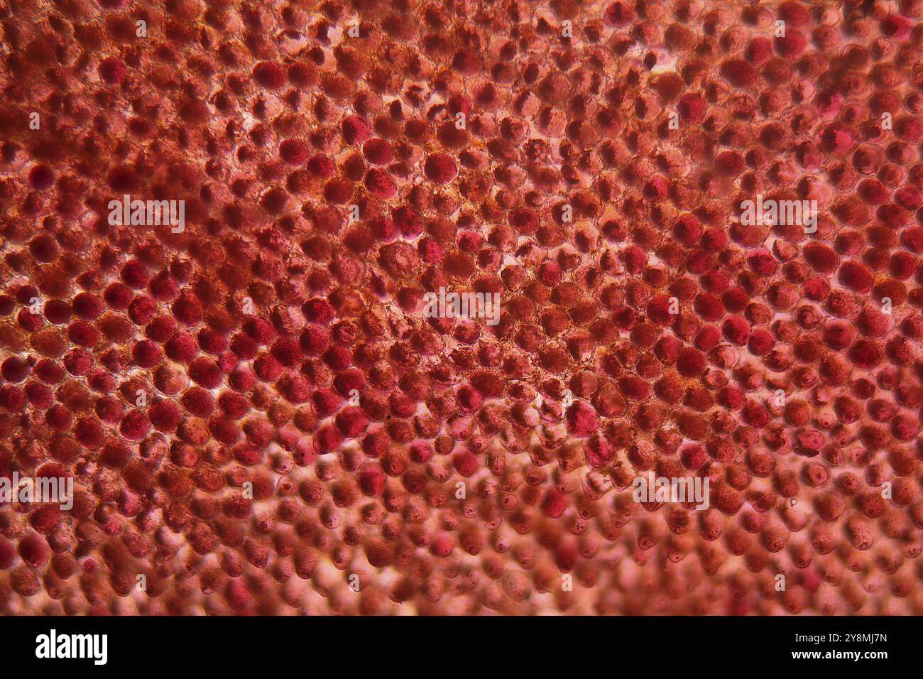 Flower petal microscope Banque de photographies et d’images à haute ...