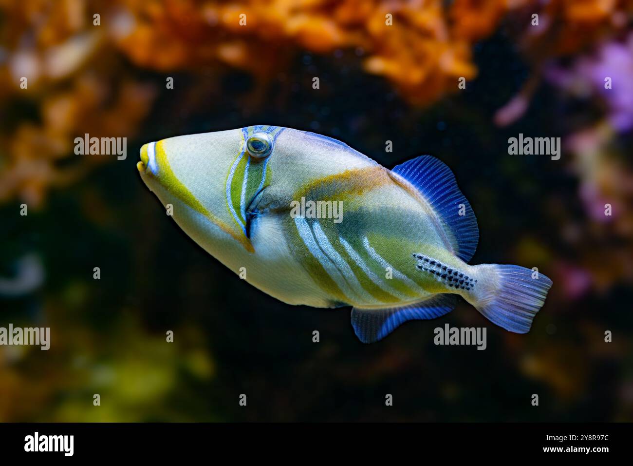 Picasso triggerfish fish Banque de photographies et d’images à haute ...
