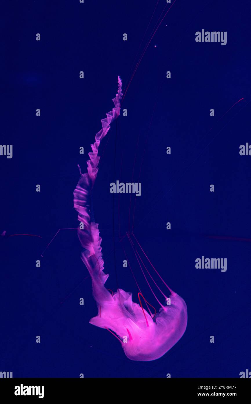 Méduses de mer et d'océan nagent dans l'eau en gros plan. Illumination ...
