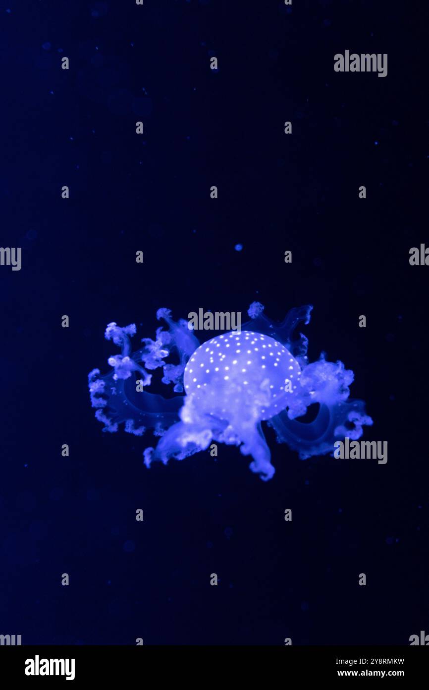 Méduses de mer et d'océan nagent dans l'eau en gros plan. Illumination ...