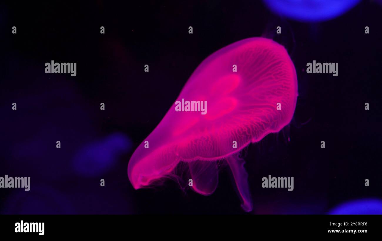 collection vidéo. Méduses de mer et d'océan nagent dans l'eau en gros ...