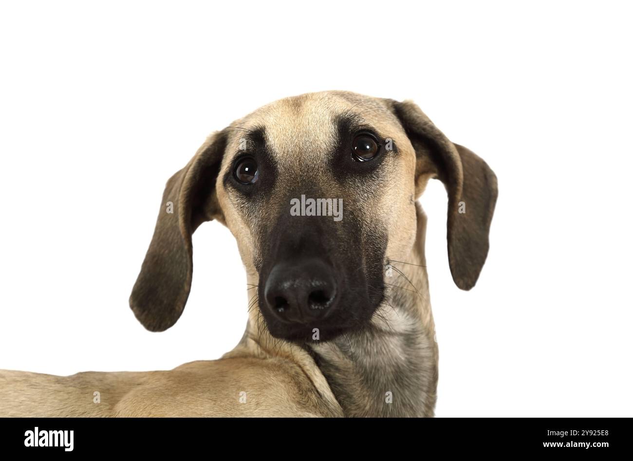 Chien de chasse arabe Banque de photographies et d’images à haute ...