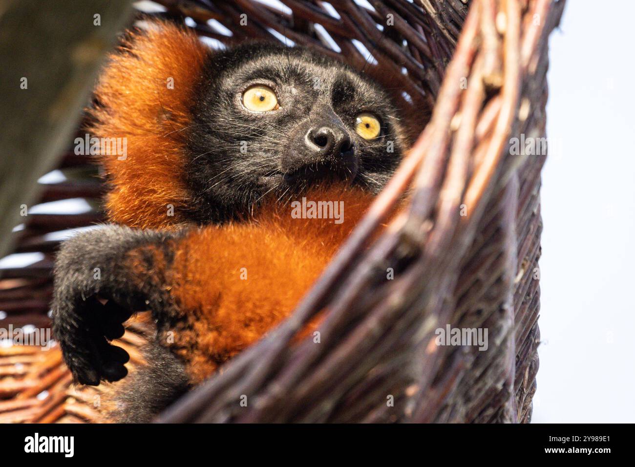 Lémurien vari en danger critique d'extinction Banque de photographies ...