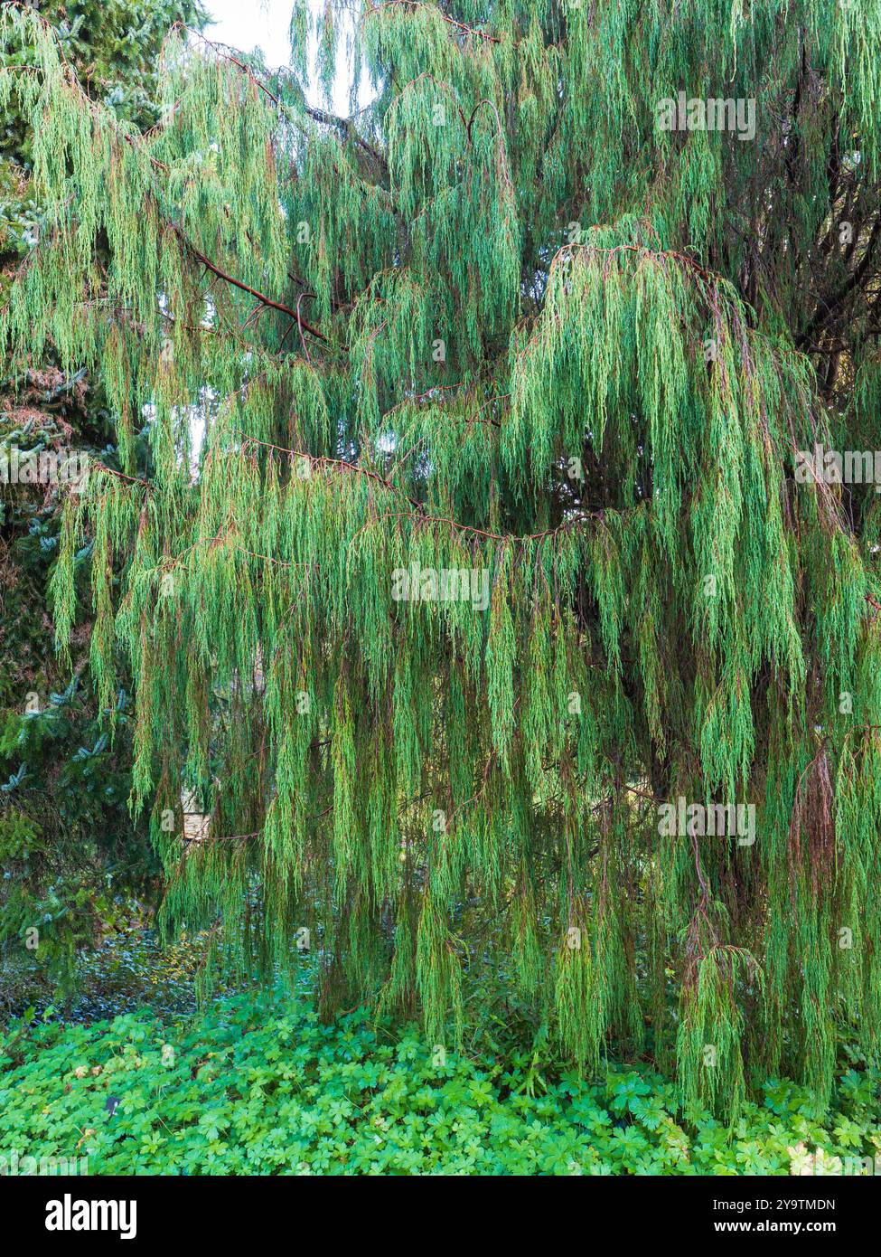 Juniperus recurva var coxii Banque de photographies et d’images à haute ...